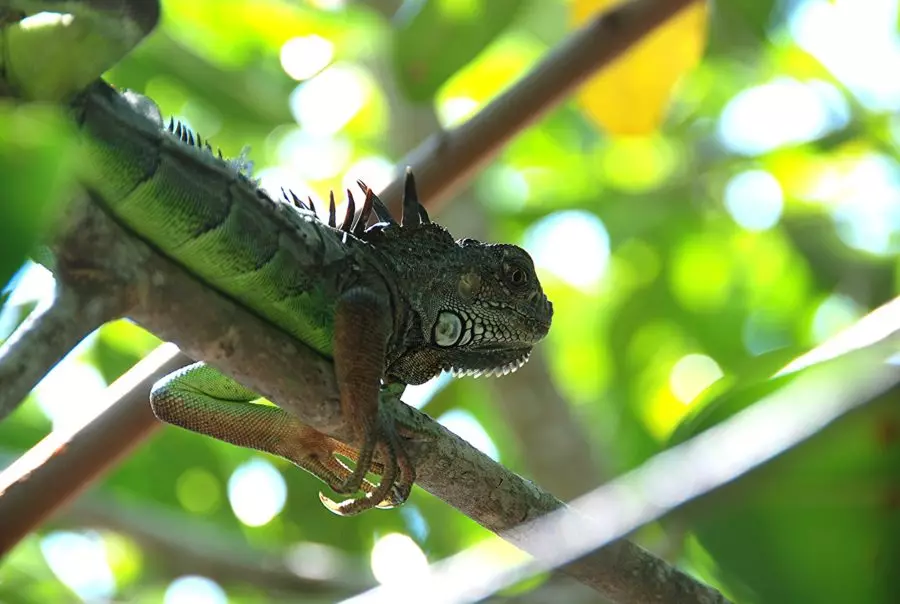 Oaxaka shtatining Mazunte shahridagi iguana