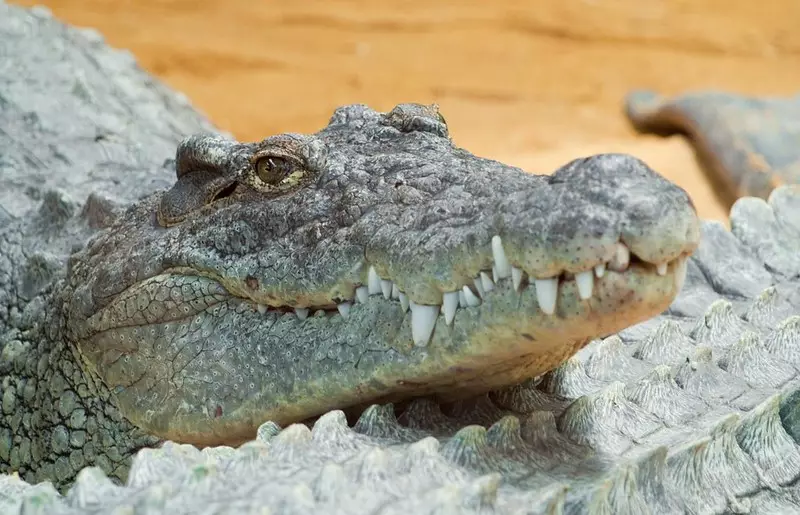 Mazunte, Oaxaca: Bagaimana menuju ke sana dan apa yang harus dikunjungi di Kota Ajaib ini? 37425_4