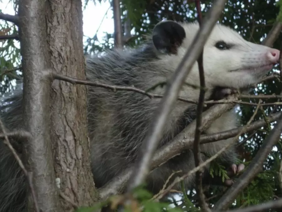 opossum