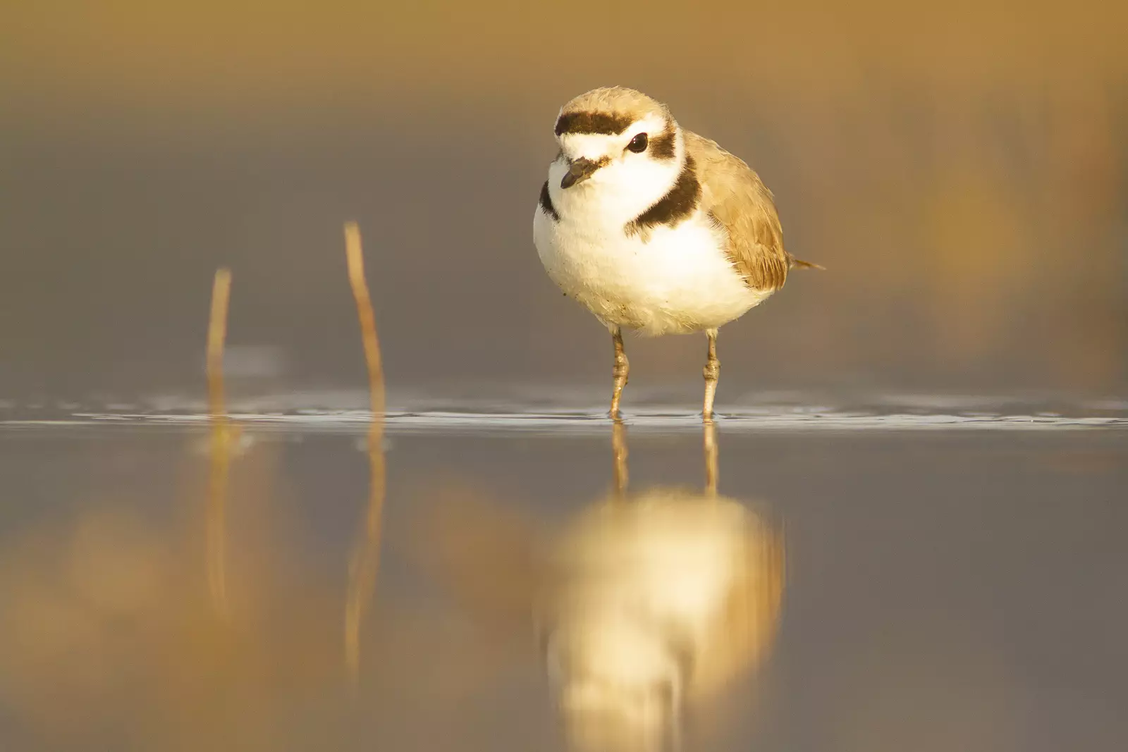 برفانی plover پورٹریٹ