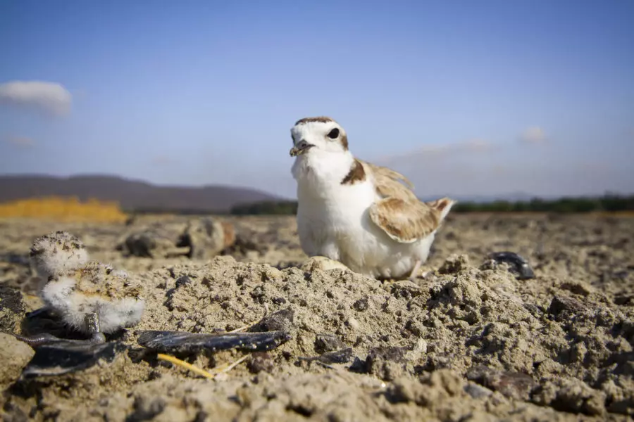 (Izithombe) I-snowy plover, i-jewel encinci emhlophe esengozini yokunyamalala 39334_10