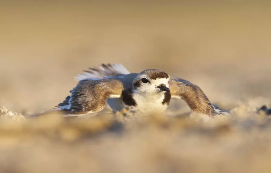 (Izithombe) I-snowy plover, i-jewel encinci emhlophe esengozini yokunyamalala 39334_12