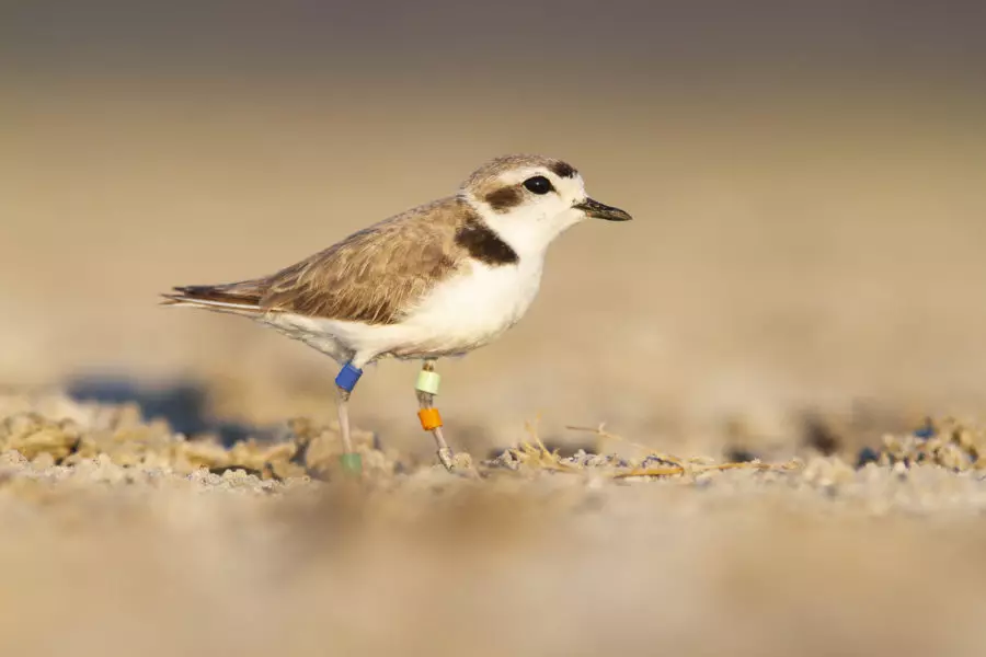 plover closeup