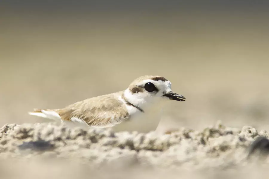 (Izithombe) I-snowy plover, i-jewel encinci emhlophe esengozini yokunyamalala 39334_4