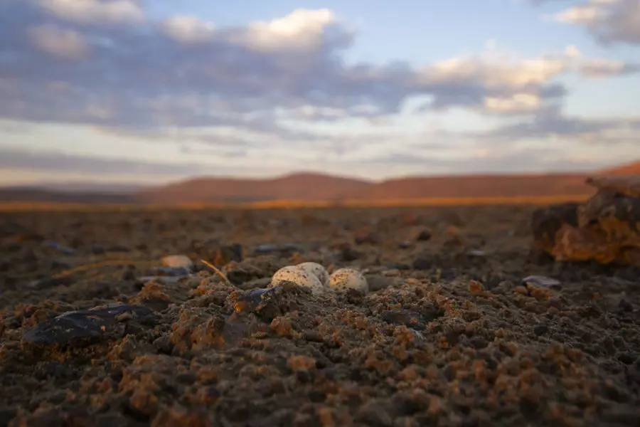 (Izithombe) I-snowy plover, i-jewel encinci emhlophe esengozini yokunyamalala 39334_5