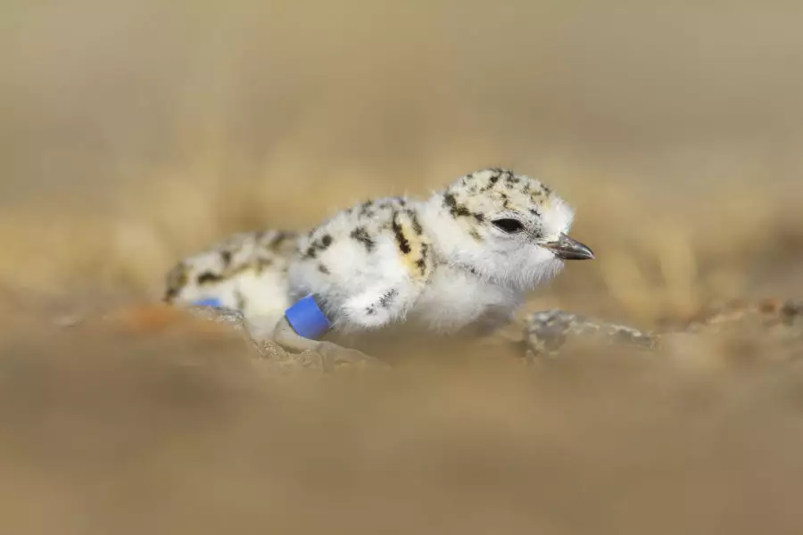 (Izithombe) I-snowy plover, i-jewel encinci emhlophe esengozini yokunyamalala 39334_6