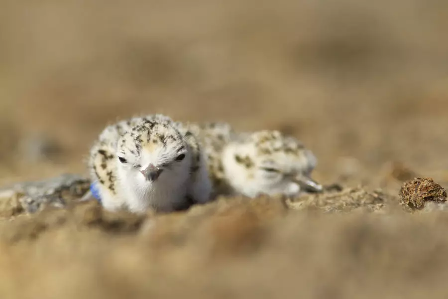 (Izithombe) I-snowy plover, i-jewel encinci emhlophe esengozini yokunyamalala 39334_7