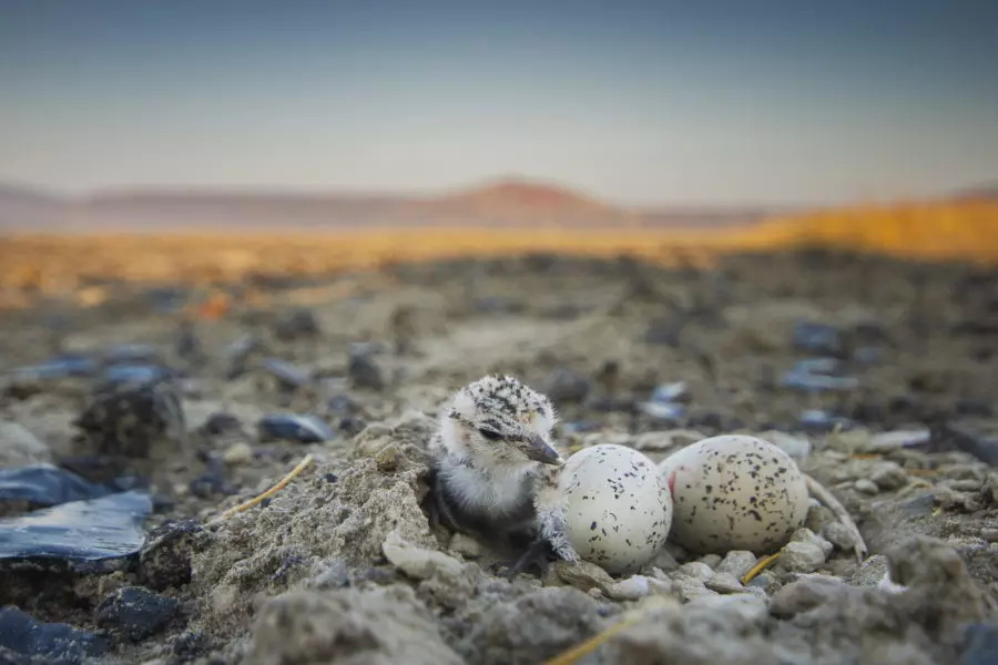 (Izithombe) I-snowy plover, i-jewel encinci emhlophe esengozini yokunyamalala 39334_8