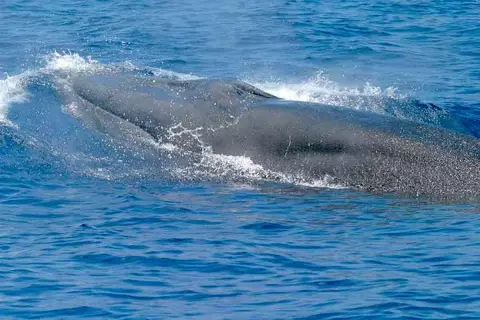 Aranjeunna mendakan spésiés anyar cetacean di Teluk Méksiko, aranjeunna namina lauk paus Rice 39345_2