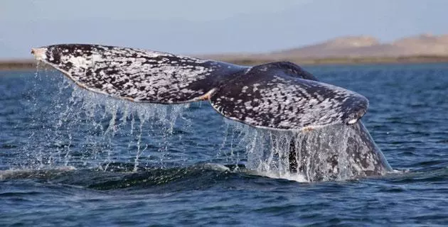 Rojek baş e ji bo dîtina whales fifu