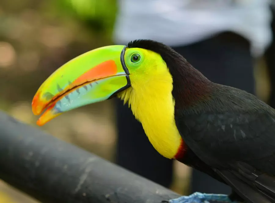 Mariano El Toucan yn hedfan dros CDMX (FIDEO)