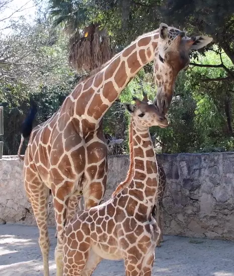 žirafes
