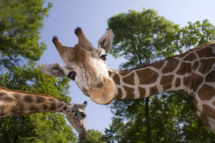 To giraffer er født i Guadalajara zoologiske have 39534_3
