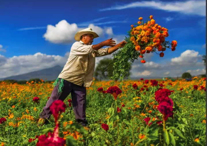 5 Orte in Mexiko, um die Schönheit der Cempasuchil-Blüten zu bewundern