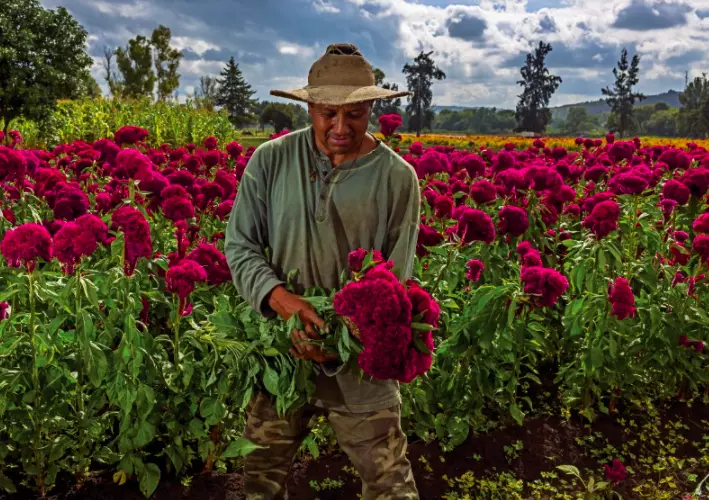 5 lugares no México para admirar a beleza das flores cempasuchil 39547_2