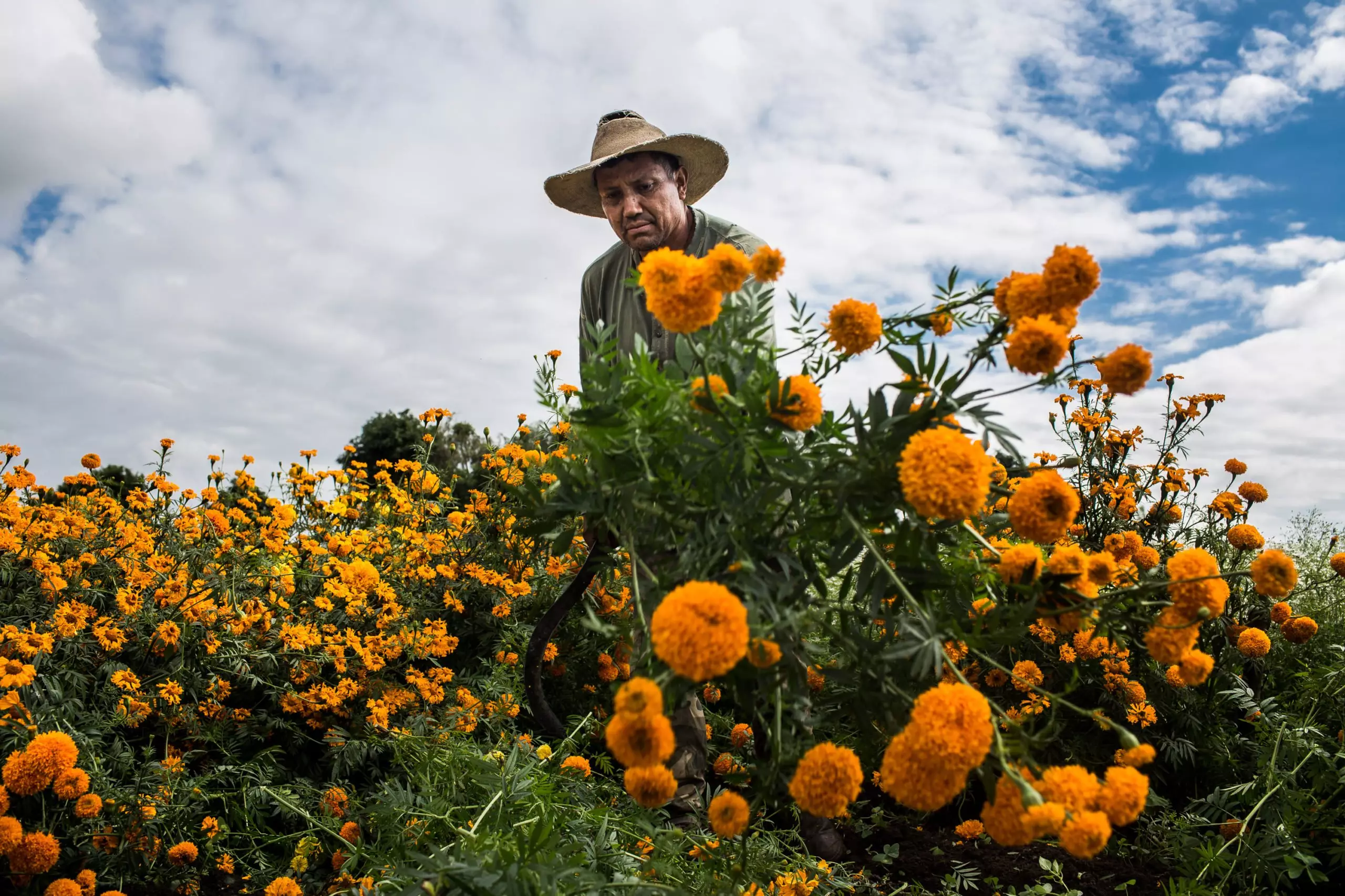 Cultivo de cempasúchil: o nascimento da flor para celebrar a morte - México Desconhecido