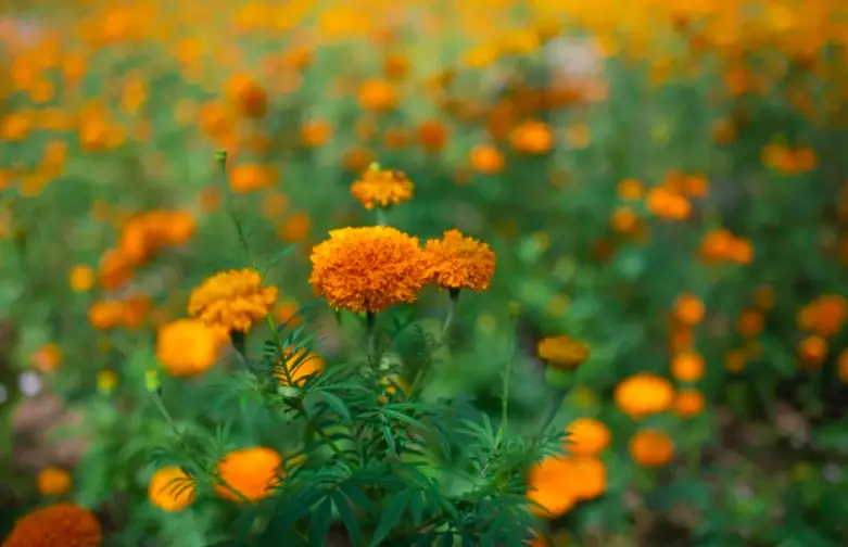 5 lugares no México para admirar a beleza das flores cempasuchil 39547_5