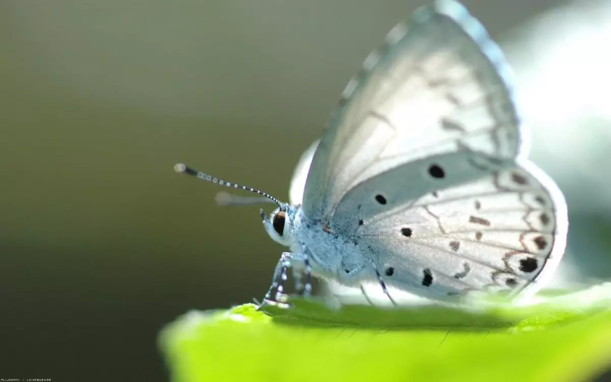 white_butterflies