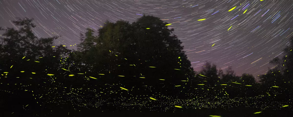 Ibi mimọ ti awọn Fireflies ni Puebla ti o ko mọ