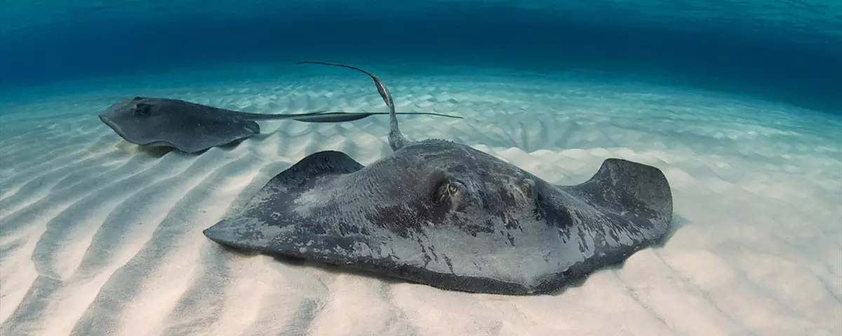 L-esperjenza tal-għawm bir-raġġi manta fi Playa del Carmen