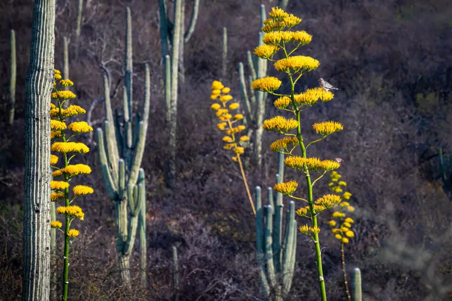 Mexican highways that take your breath away when traveling 39795_7