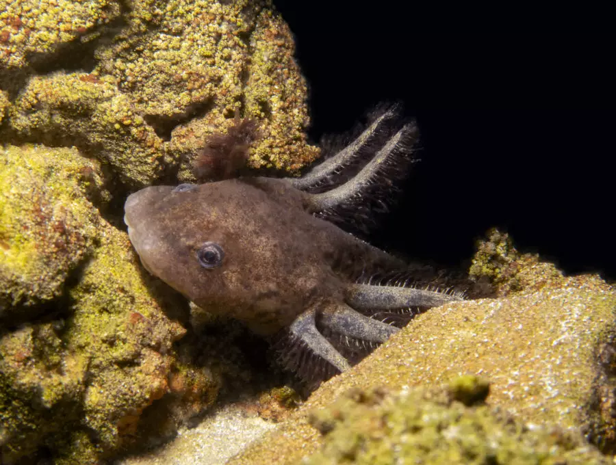 National Axolotl Day fejres med en virtuel dag, gå ikke glip af den! 39821_3