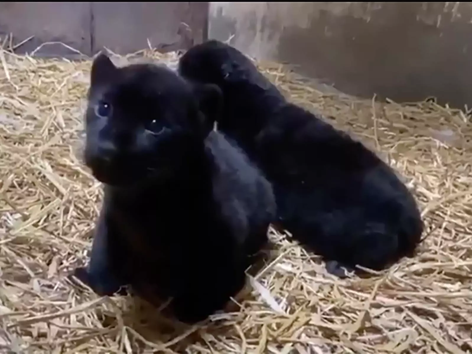 Iijaguar ezimbini zemelanistic zazalelwa eBenito Juárez Zoological Park