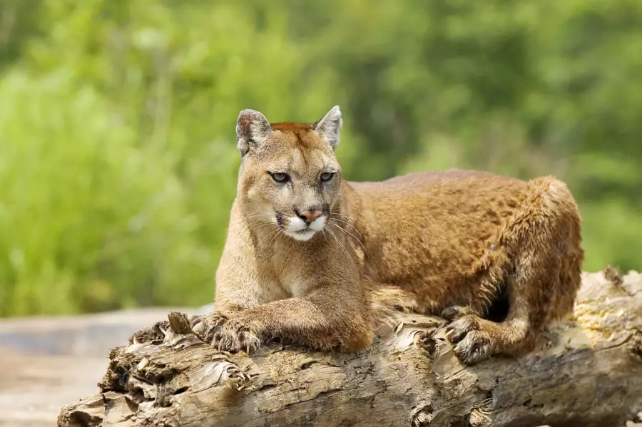 I bracconieri approfittano del ritorno degli animali nei loro habitat per ucciderli