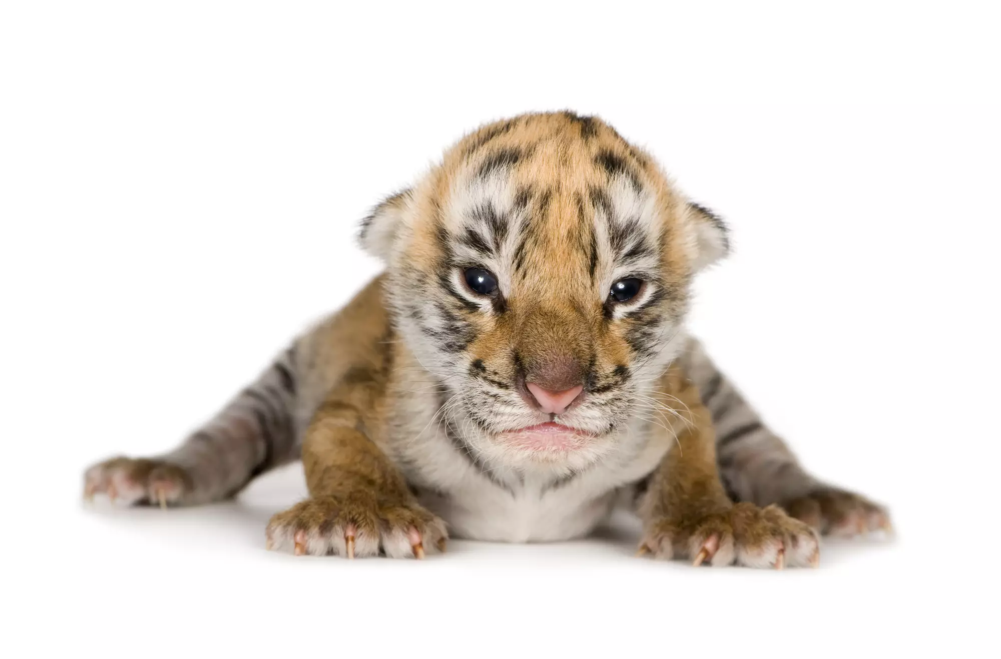 Tiger cub (4 hnub)