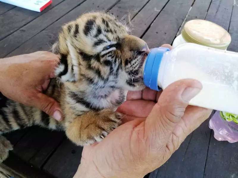 Covid, el tendre tigre de bengala que va néixer a Còrdova 39888_2