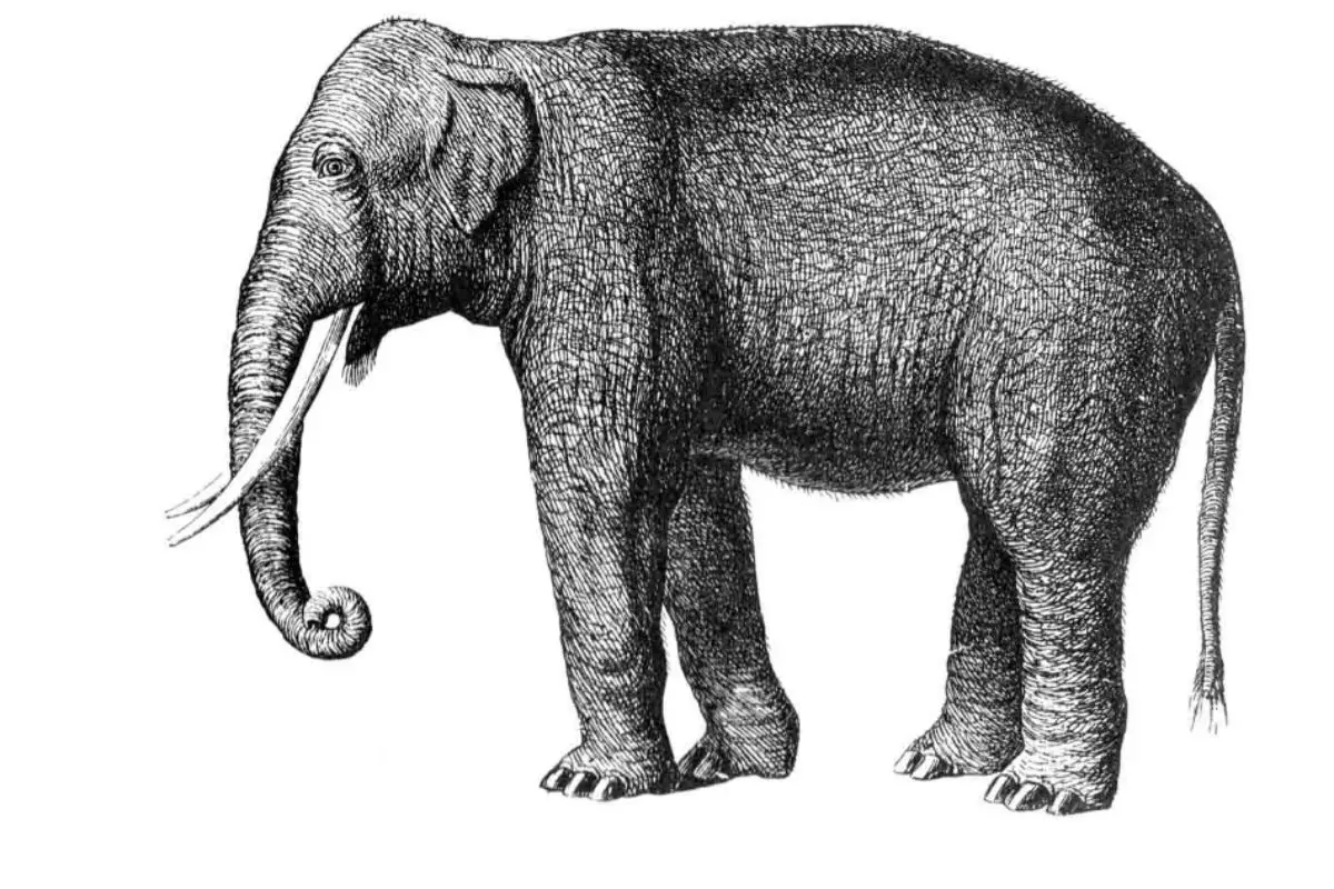 first_elephant_in_mexico