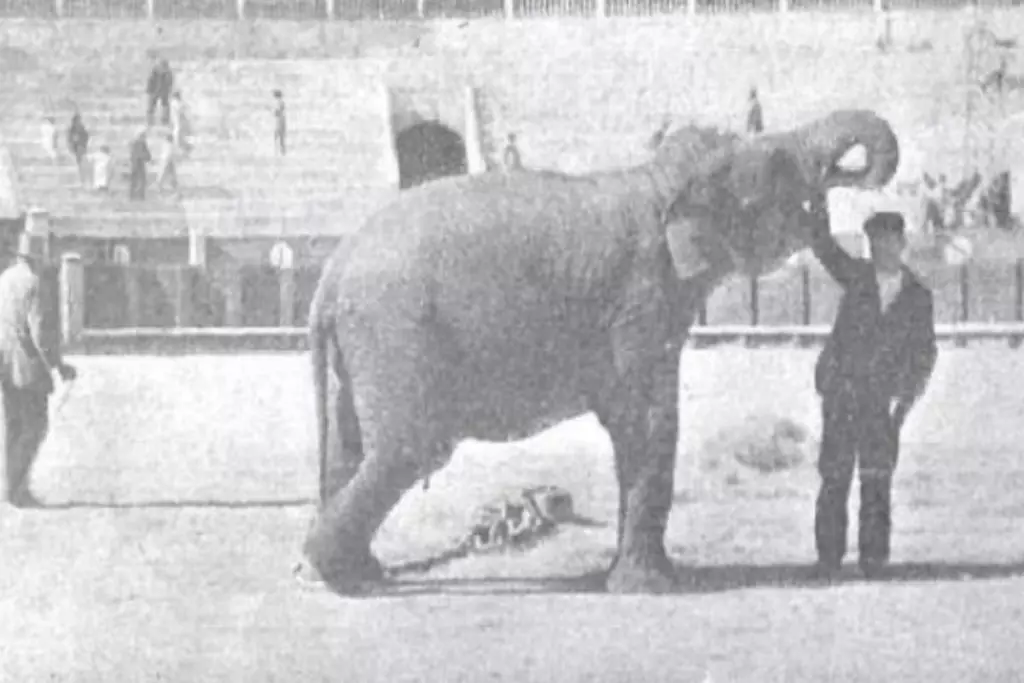 Espainia Berrira heldu zen lehen elefantearen istorioa 40008_3