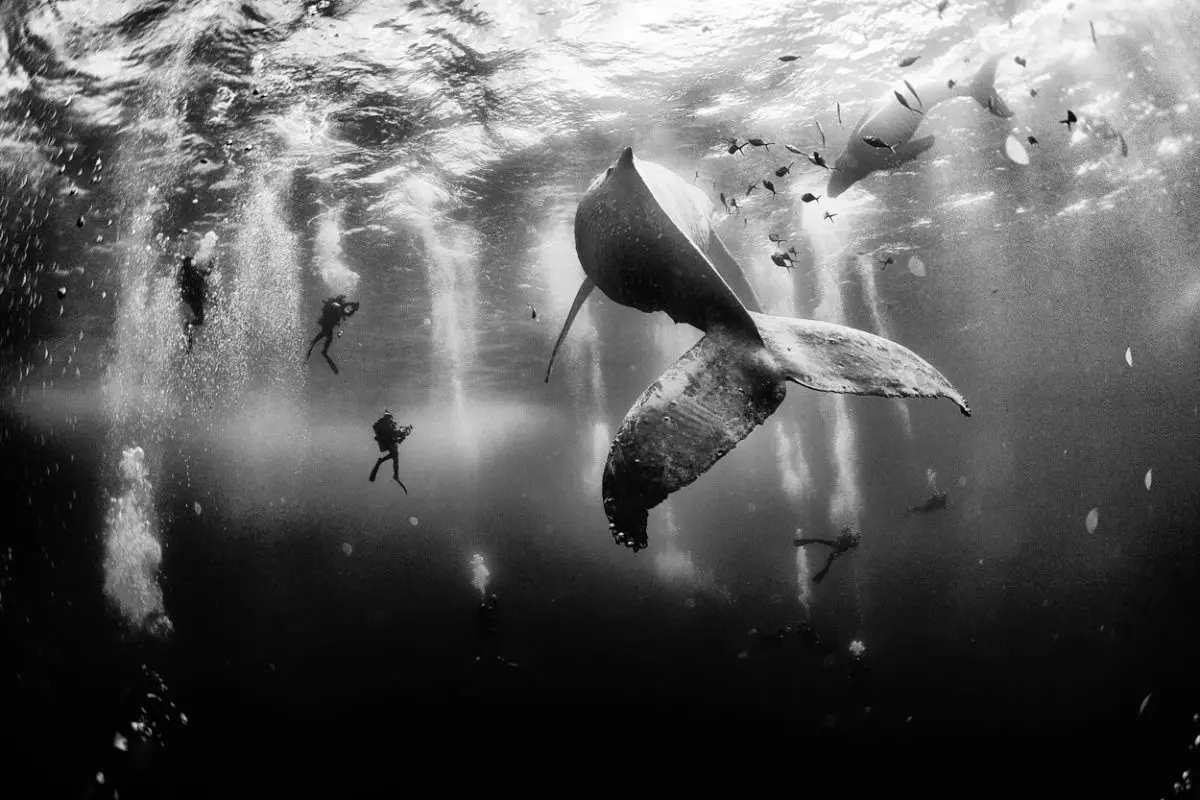 Anuar Patjane, fotografer laut yang mencintai ikan paus