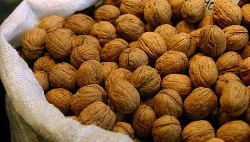 Pameran Walnut lan Quince bakal teka ing Jalpa