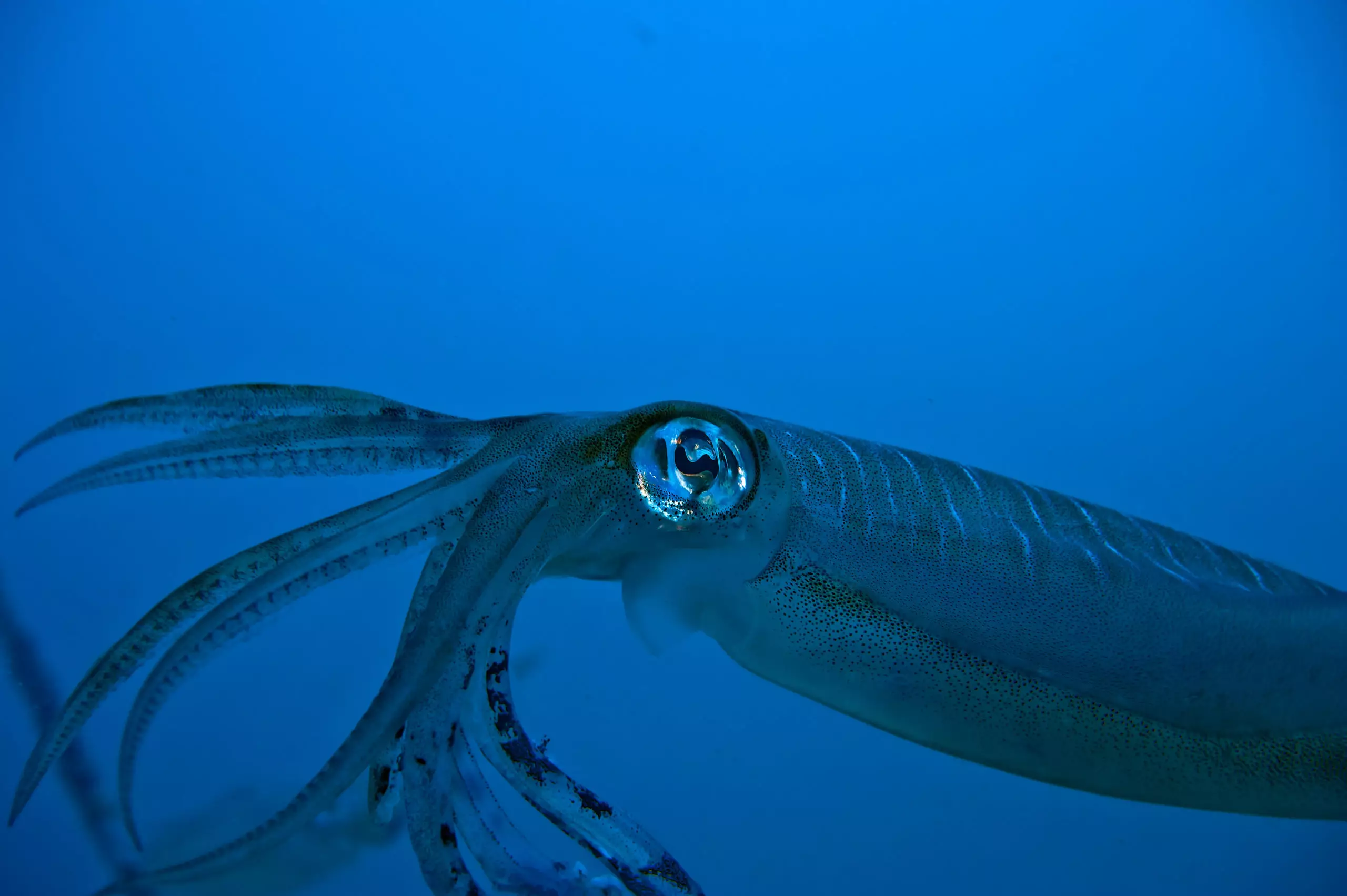 Ividiyo yosuku okwabonwa ngalo i-squid esikhulu eGulf of Mexico