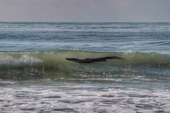 Buaya kelihatan di Acapulco!