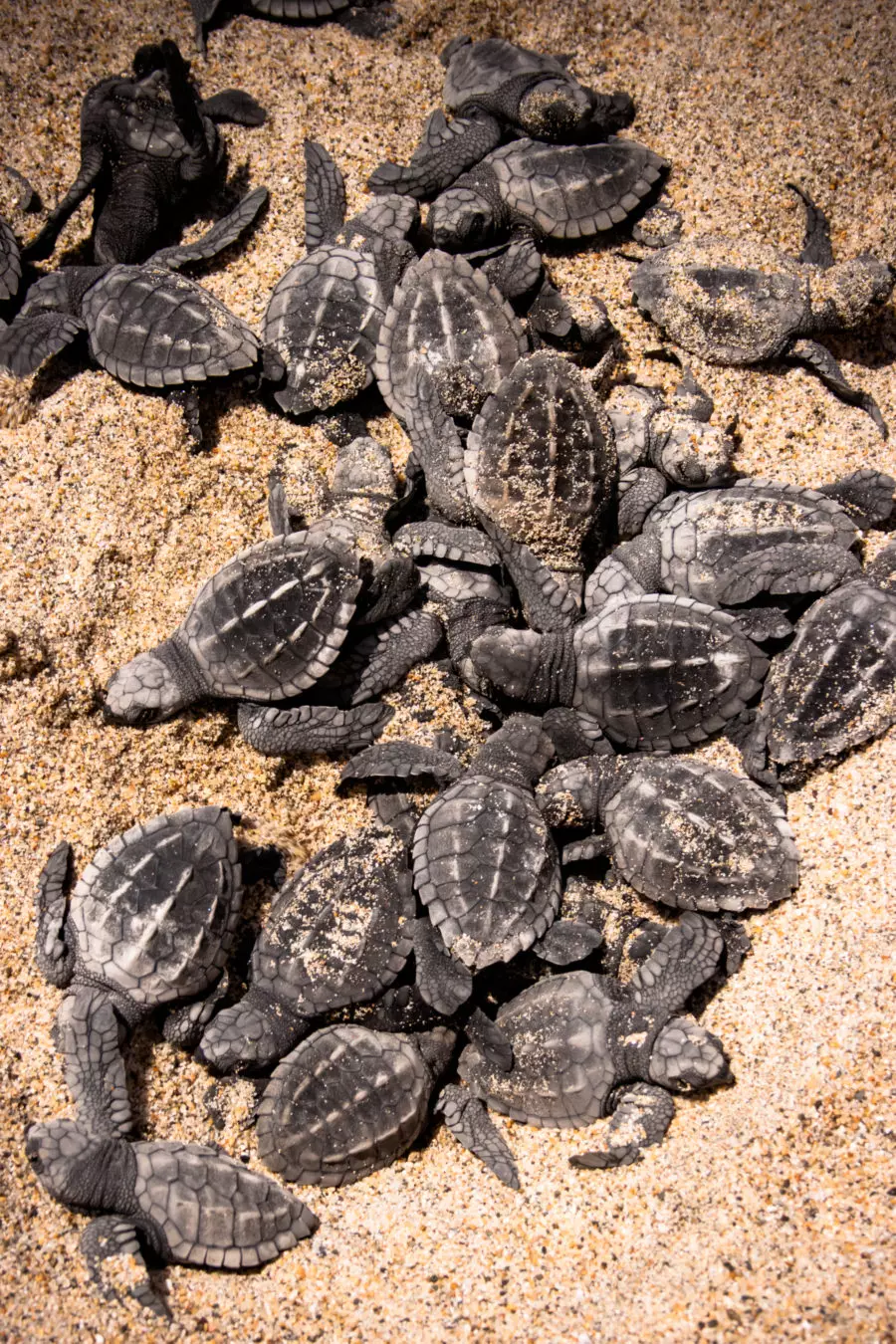 Serbestberdana turtles li Puerto Vallarta dest pê dike 40123_2