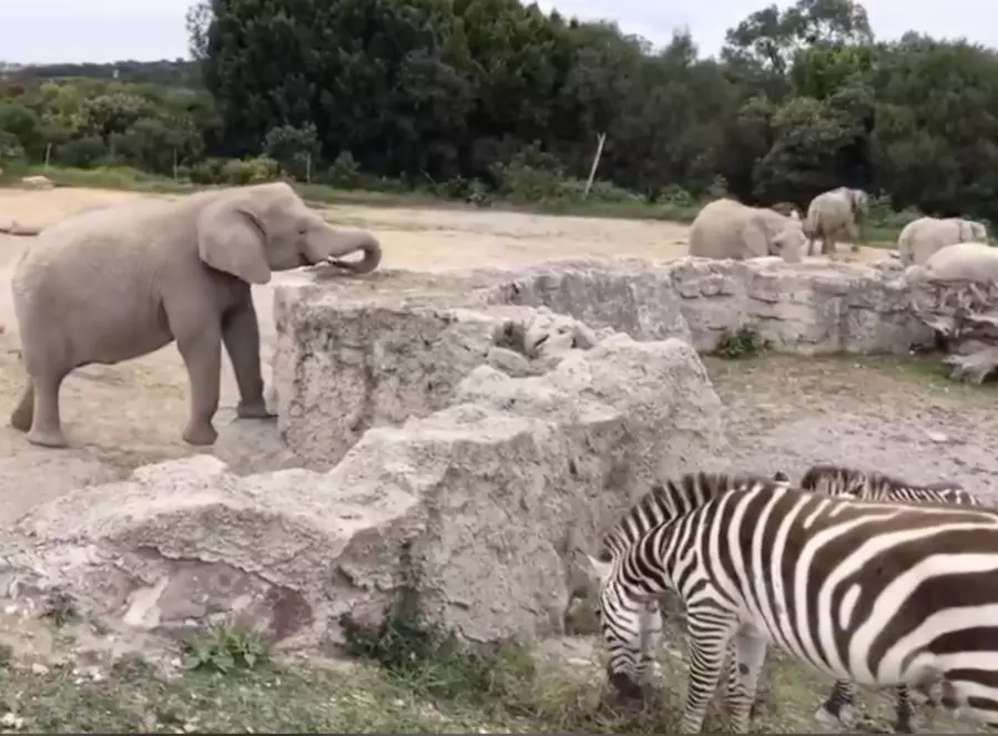 Izindlovu ezimbili zazalelwa e-Africam Safari (VIDEO)