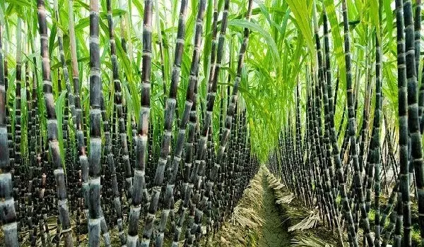 Sugar cane, a sweet greenery that came to us from Asia 40221_3