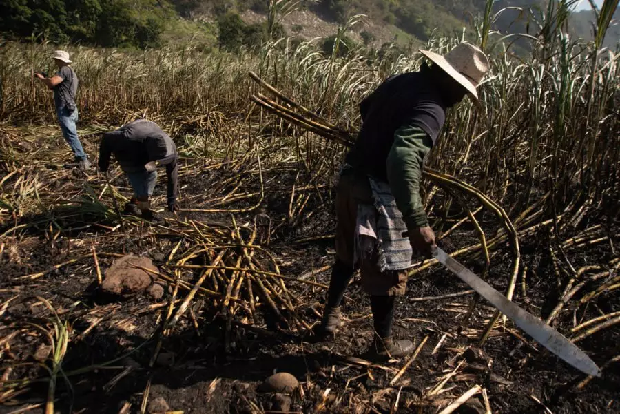 sugar cane