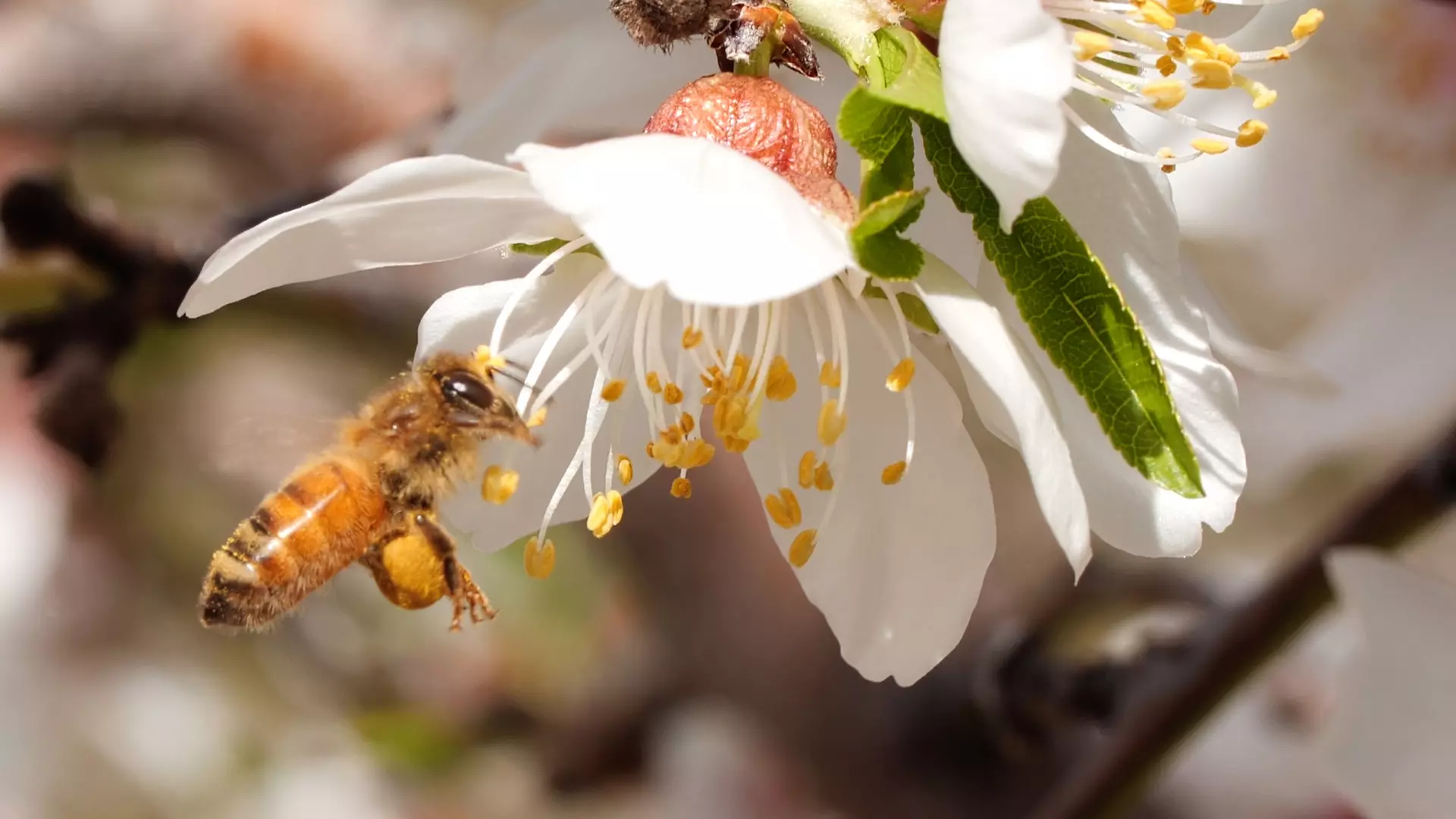 Apanga dimba kuti apulumutse njuchi ndi ma pollinators ena ku Coyoacán