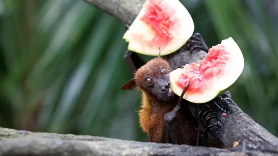 Mereka akan membuat taman untuk menyelamatkan lebah dan penyerbuk lainnya di Coyoacán 40548_2