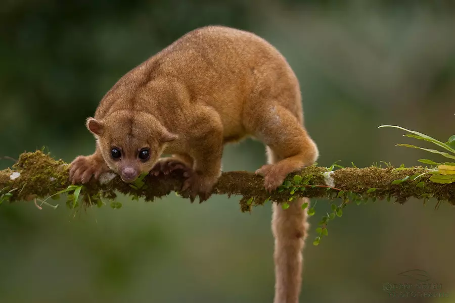 Kinkajú, cel mai tandru mamifer din junglele mexicane