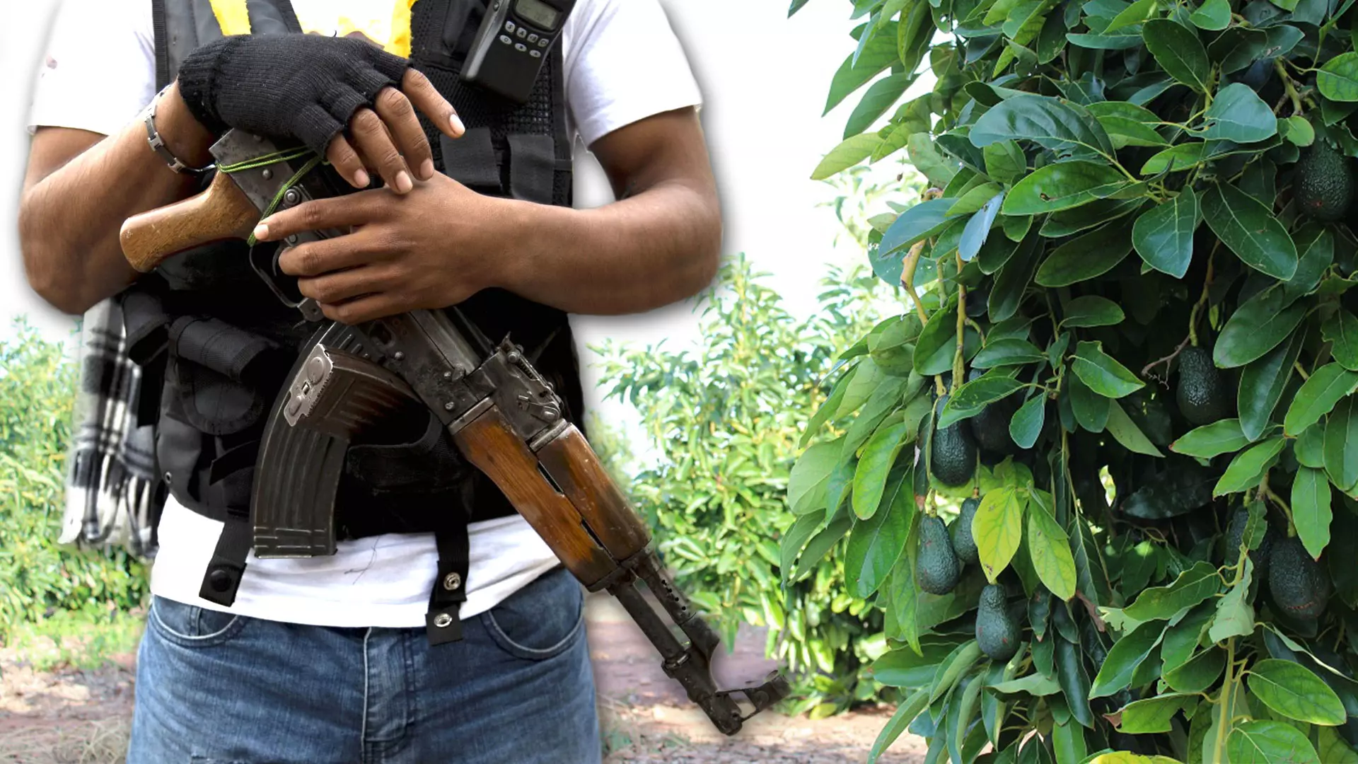 Kas slēpjas aiz narkotiku tirgotāju apsaimniekotajām avokado plantācijām Meksikā?