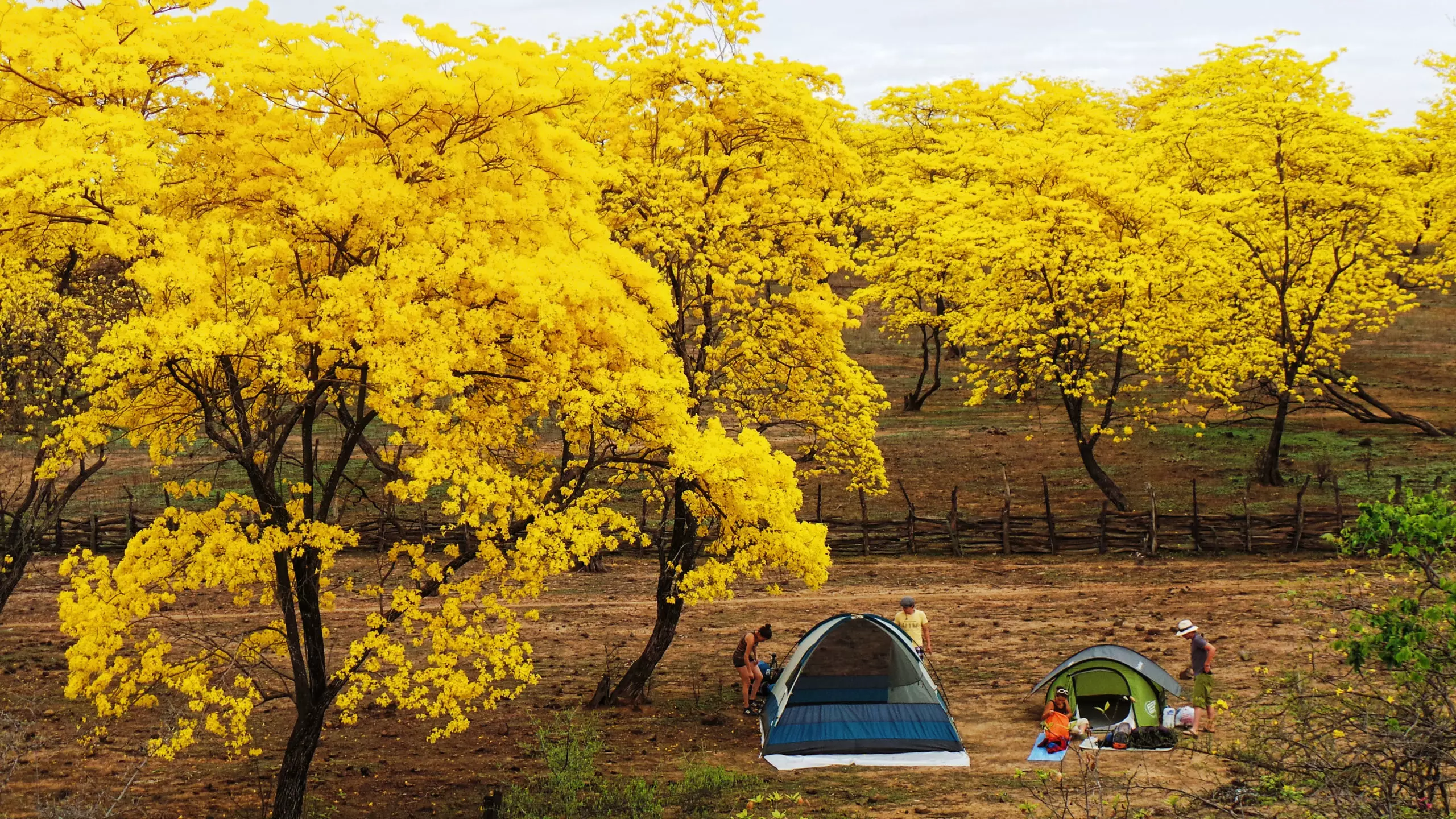 Le guayacán, l'arbre mexicain aux fleurs jaunes