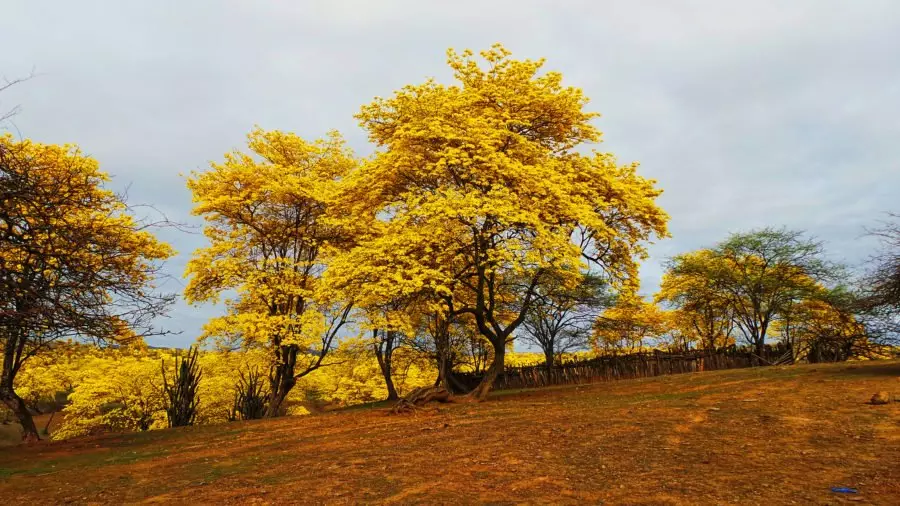 The guayacán, the Mexican tree with yellow flowers 40705_2