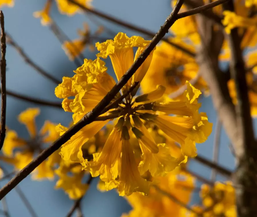 The guayacán, the Mexican tree with yellow flowers 40705_3