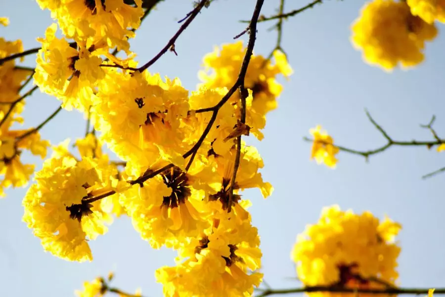 The guayacán, the Mexican tree with yellow flowers 40705_4