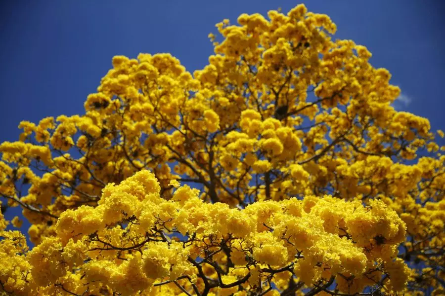 Ang guayacán, ang puno ng Mexico na may dilaw na bulaklak 40705_5