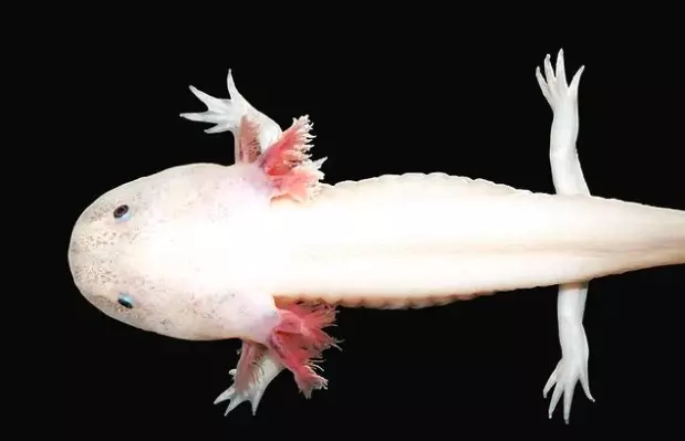 Muzeu Kombëtar i Axolotl "Axolotitlán" tashmë ka hapur dyert e tij! Vizitoni atë!